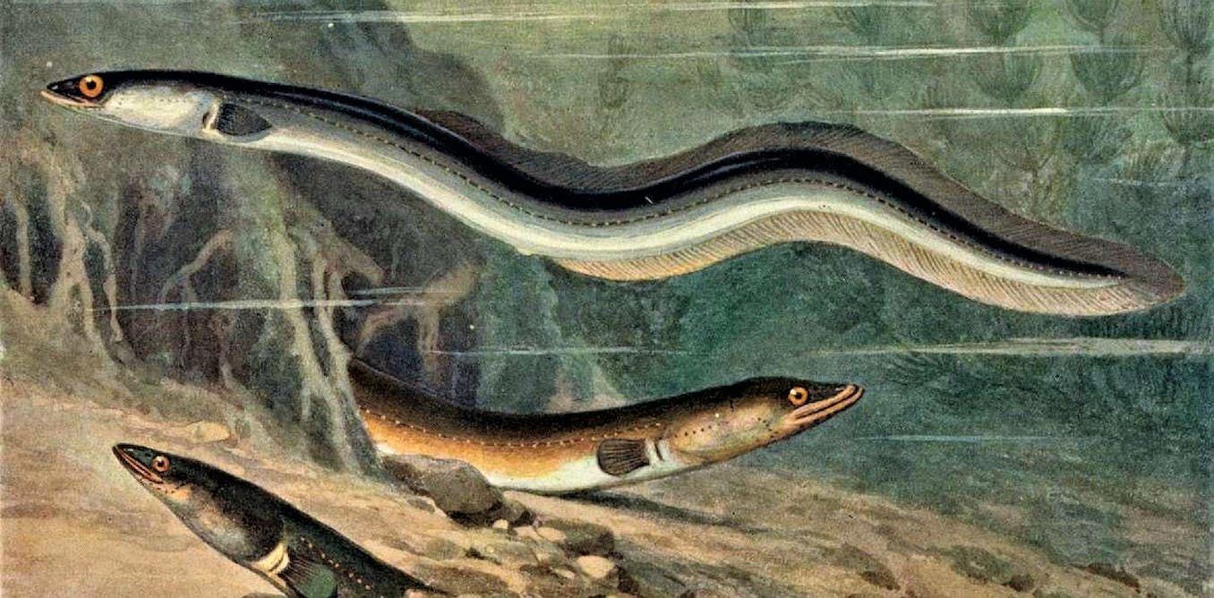 Eels have fascinated us for ages - now we need to stop…