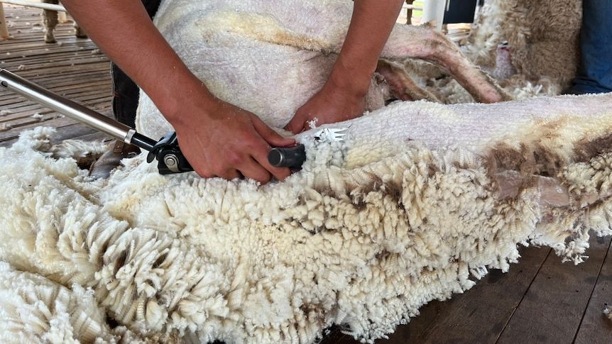 Biological defleecing method could see wool pulled off…