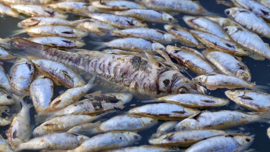 Mass fish kill a case of deja vu as Nationals look to…