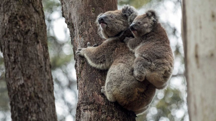 Blue Mountains koala colony may avoid the worst of…