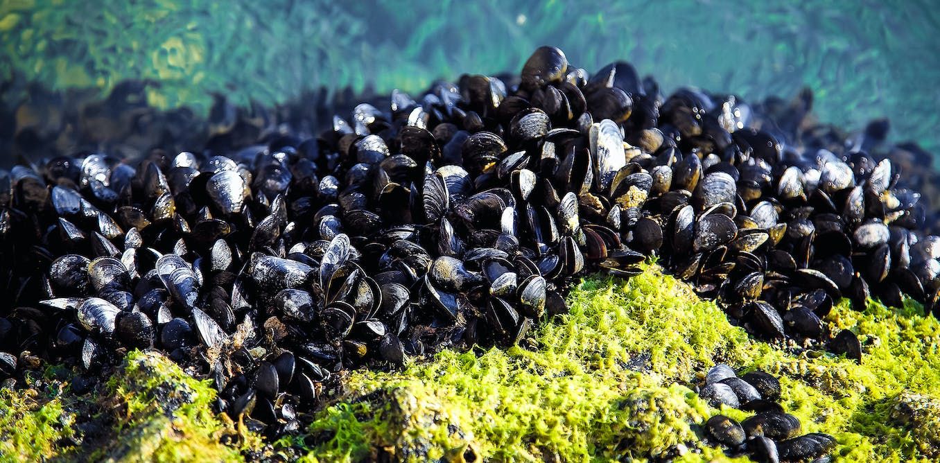 Plastic fibres stunt growth in mussels by more than a…