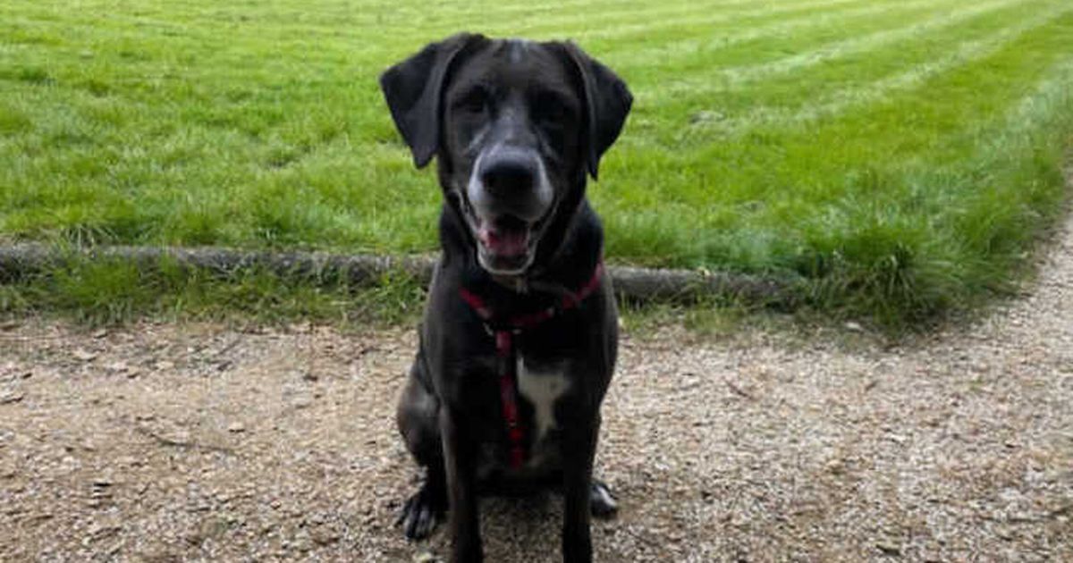 Britain's most unwanted dog hasn't had a home in 3…