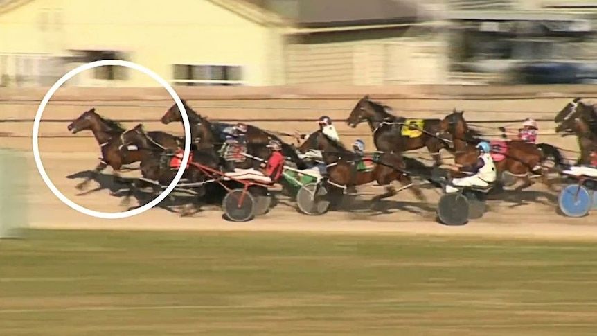 Australia's leading harness racing stable, Yole…