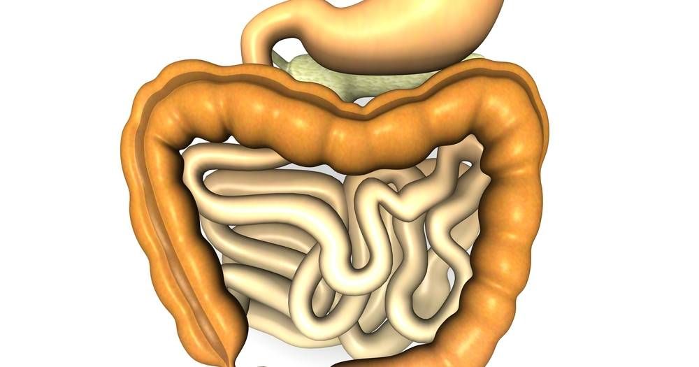 Is the appendix really useless?