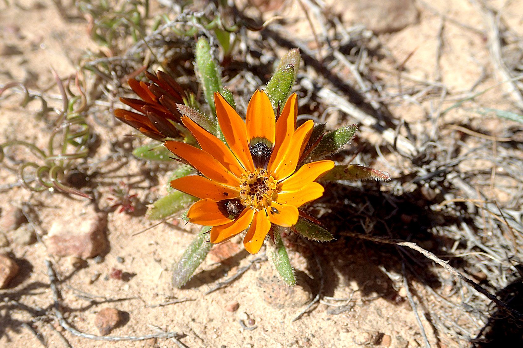 Why a daisy evolved to look like a fly
