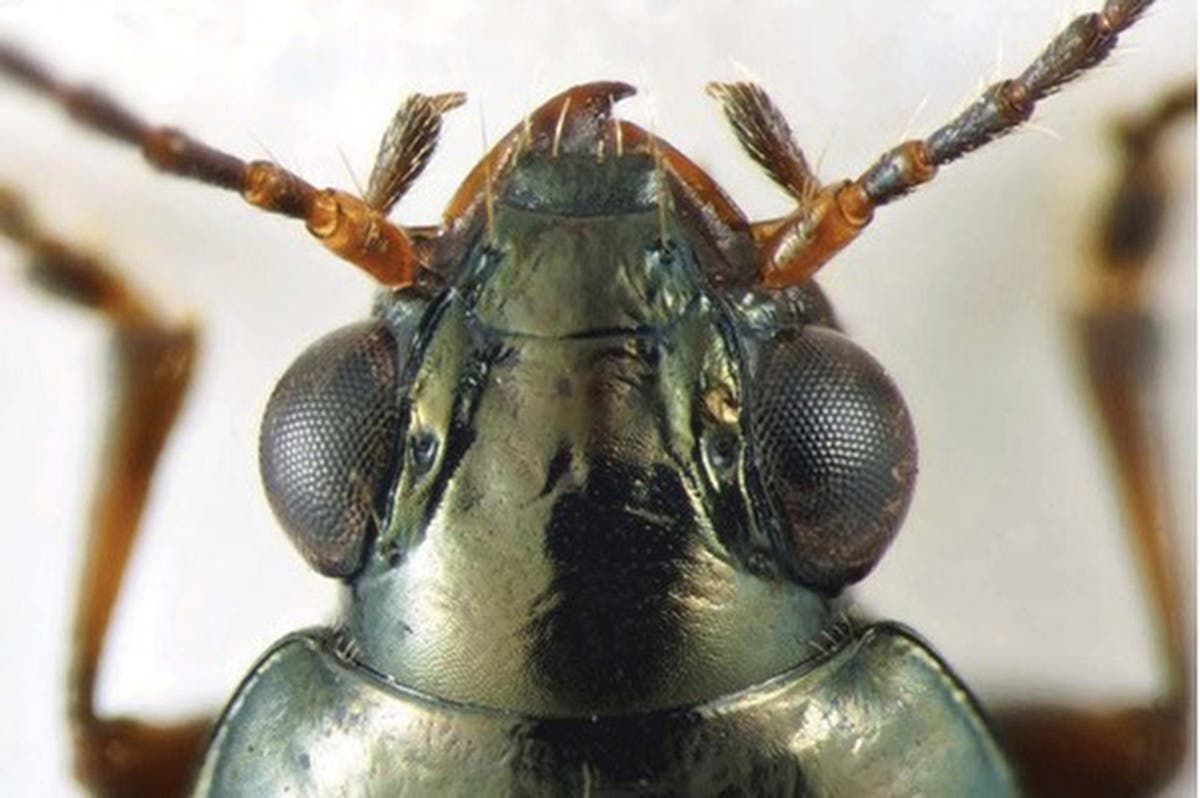 Rare beetle species named after ex-California governor…