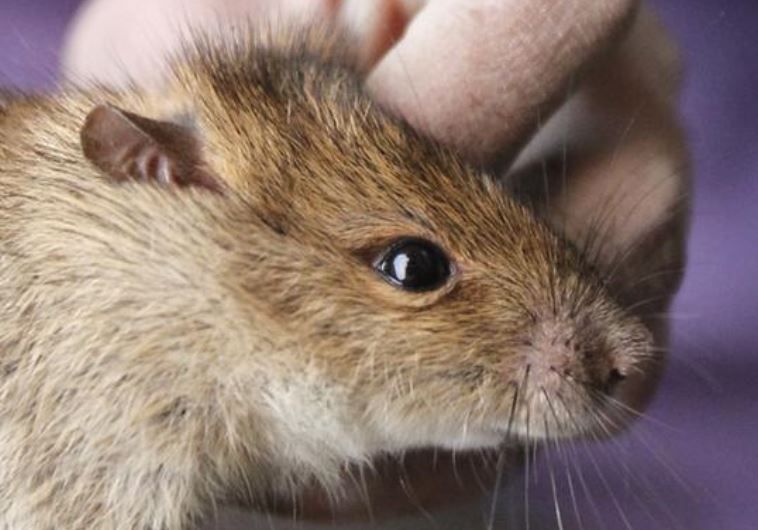New species of extinct rodent offers insight into…