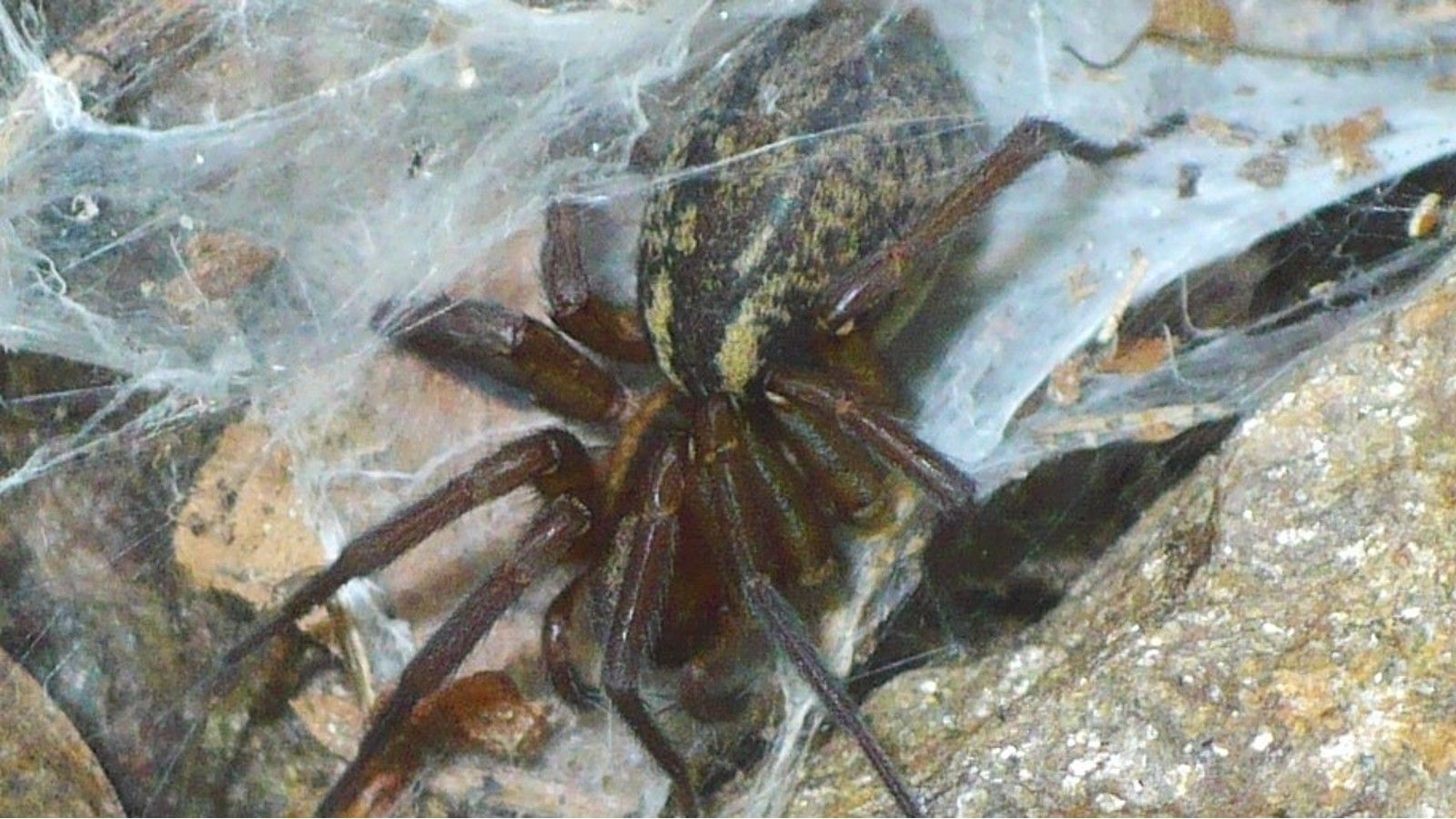 Female spiders play dead during sex so males don't…