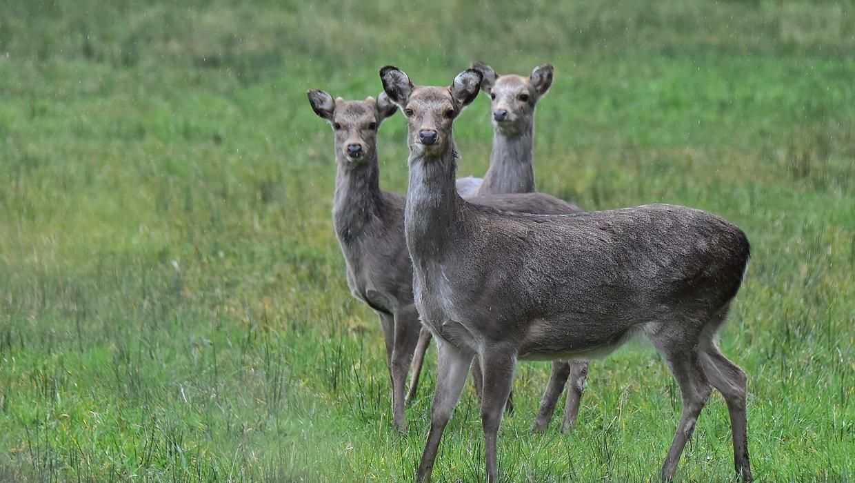 Joe Barry: The exploding deer population is bad news…