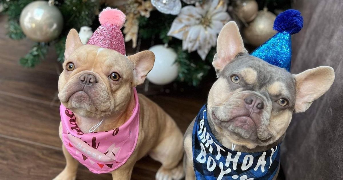 Randy dogs forced to live apart and wear…