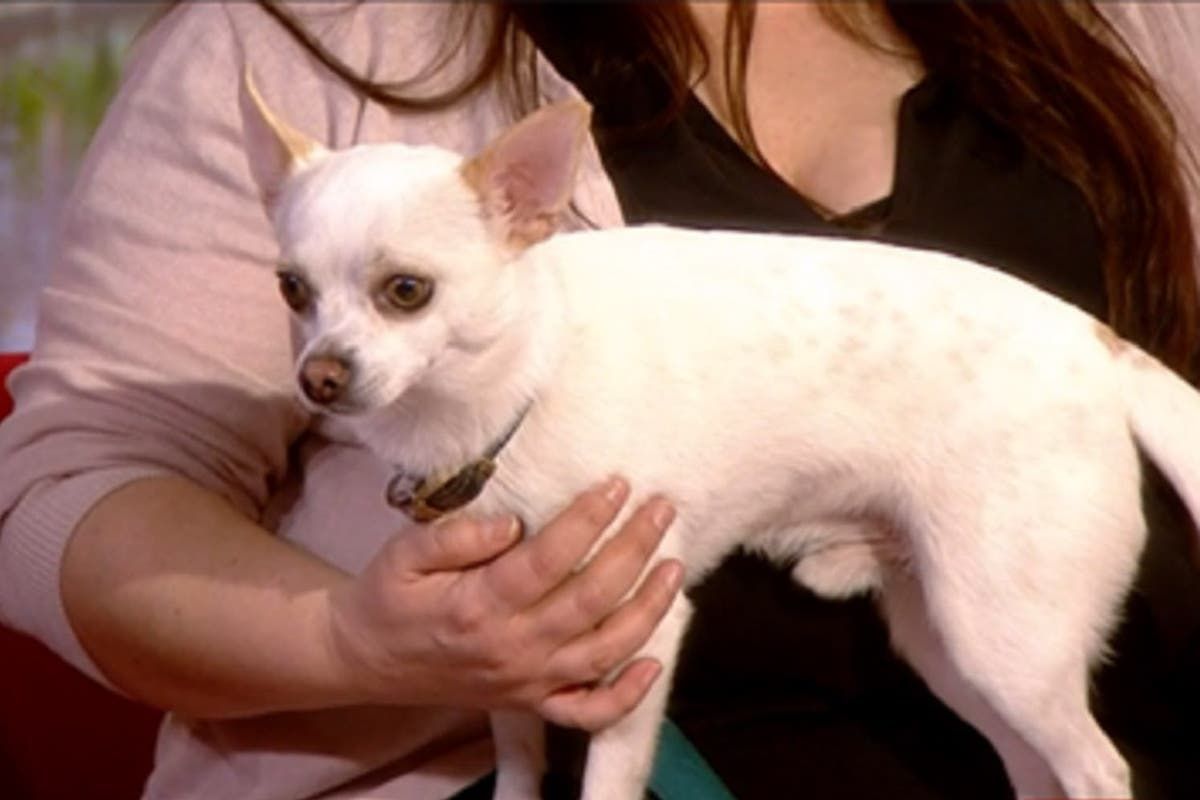 Owner of chihuahua that met Paul O’Grady thanks him…