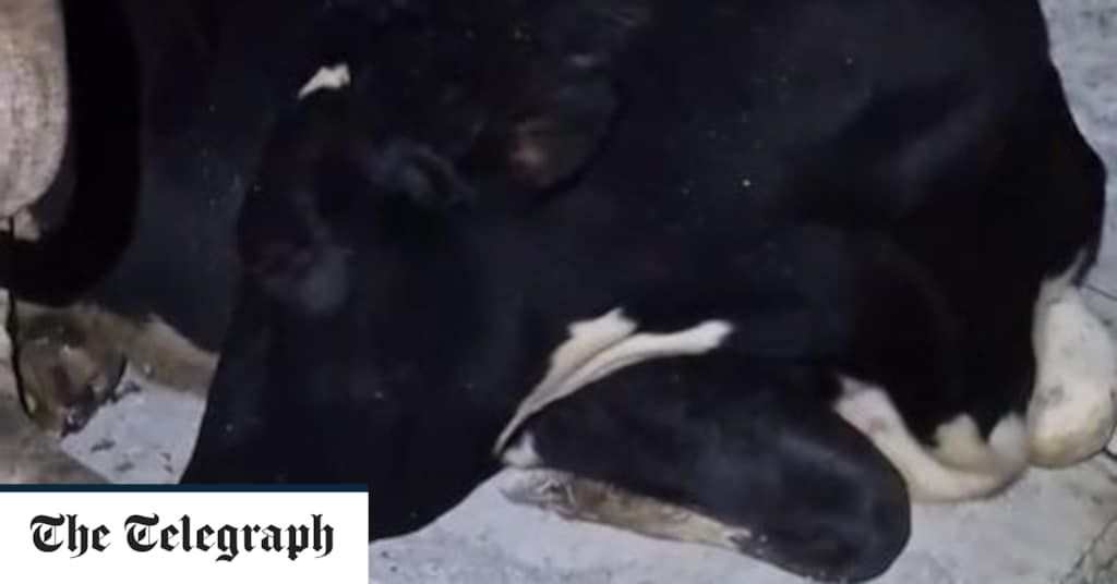 Watch: Cow fakes being asleep to avoid being milked