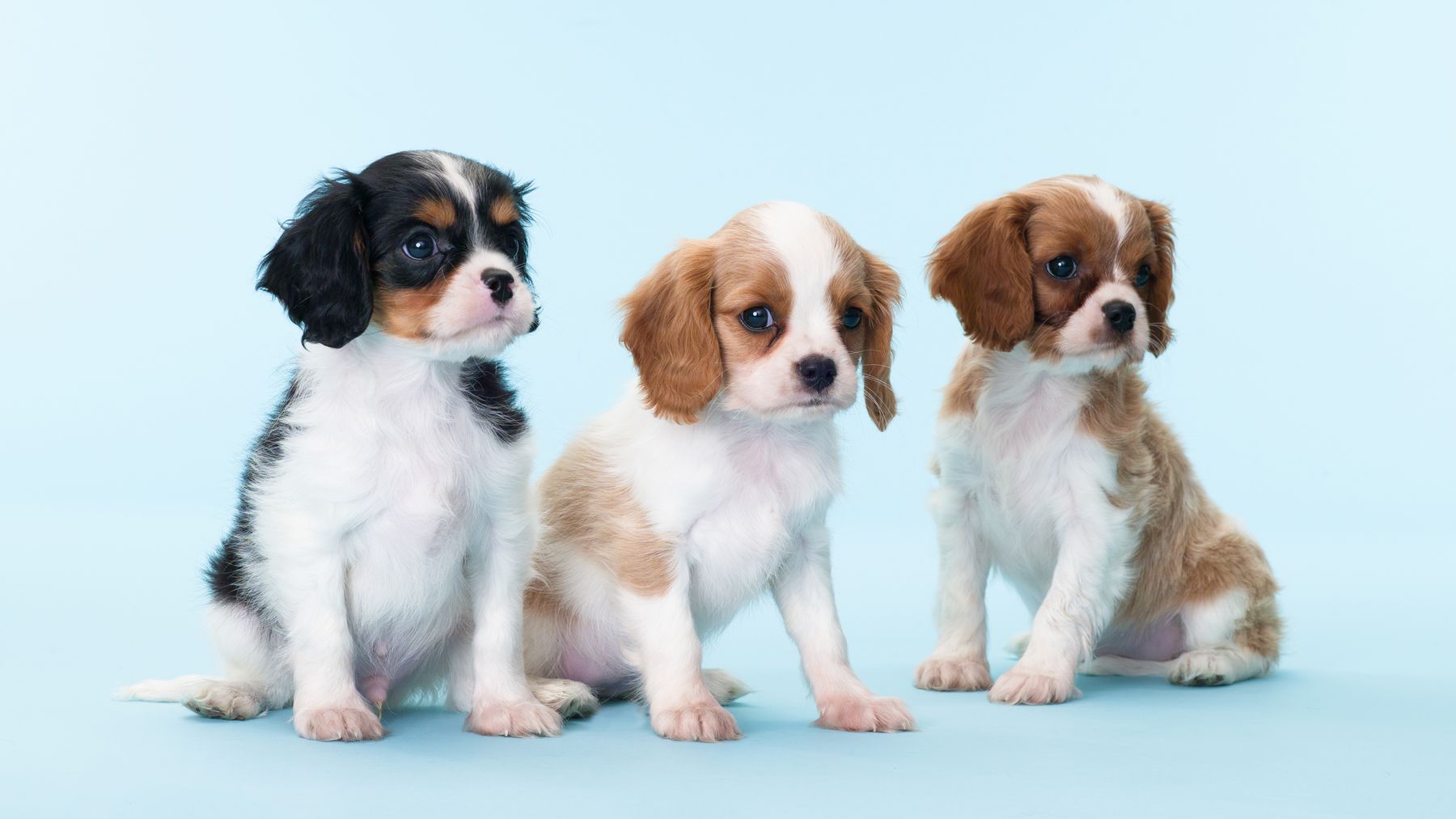 Teaching your puppy to sit? Trainer reveals it's all…
