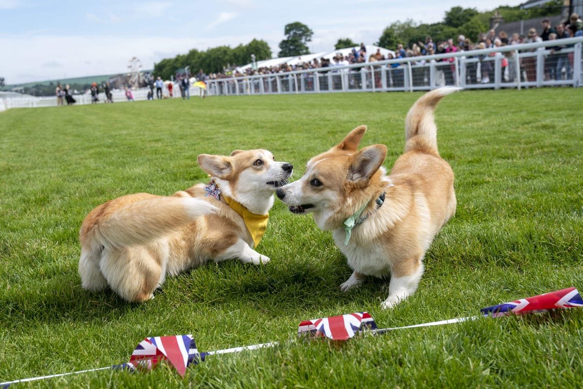 Distant cousin of Queen’s corgis to take part in dog…
