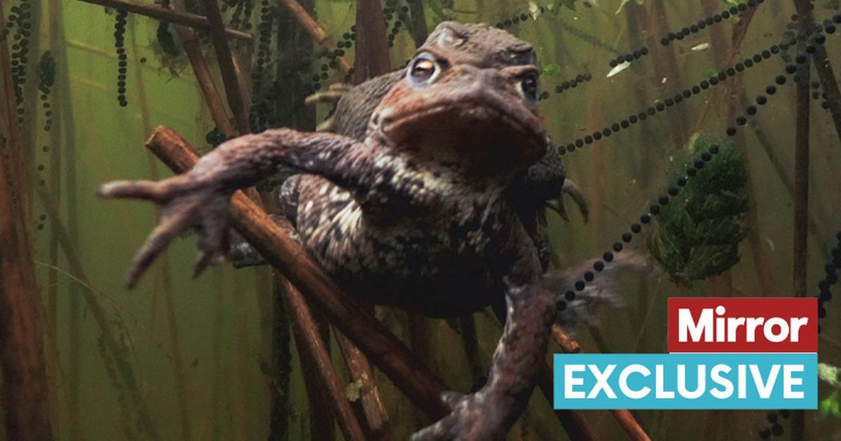 Green Cross Code for toads crossing roads as patrol…