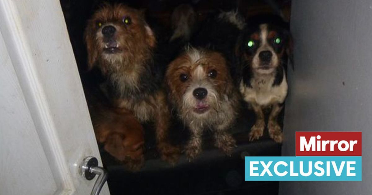 Gangsters fuel surge in killer dogs and rake in…