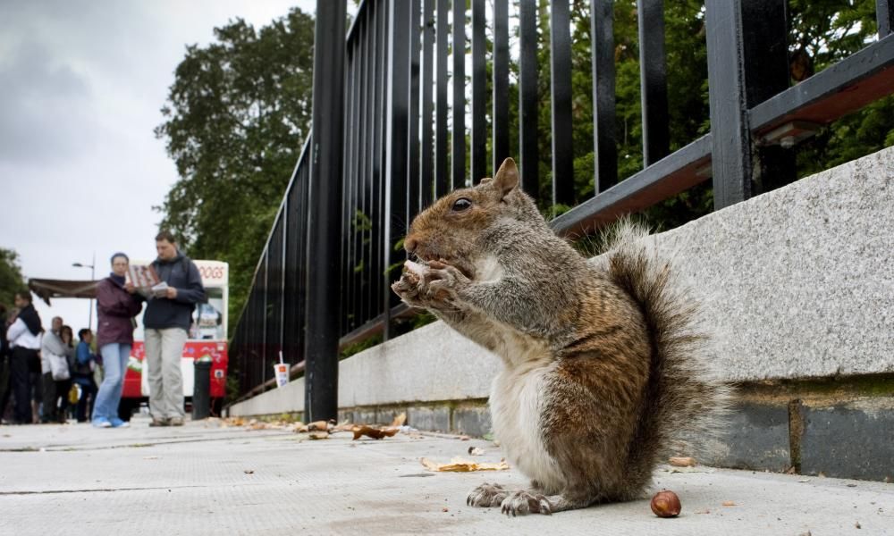 Squirrels live longer in leafier parts of London, air…