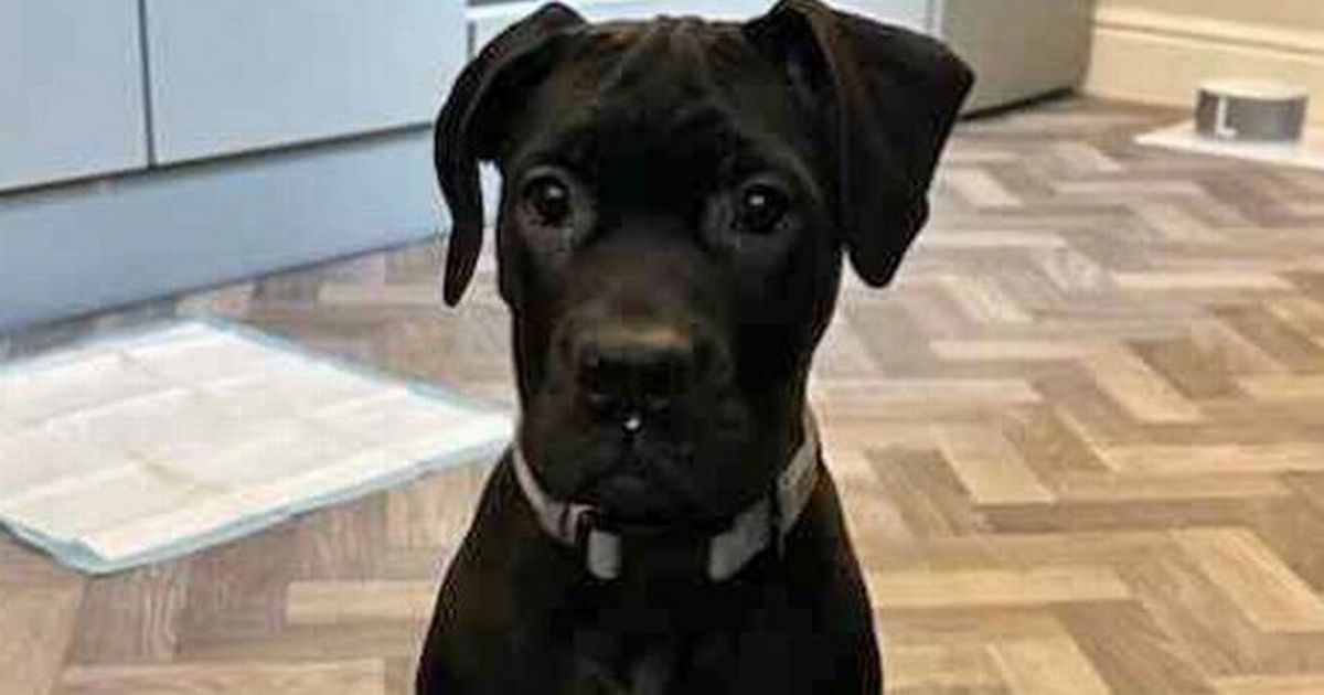 Couple left homeless after fire 'caused by toaster'…