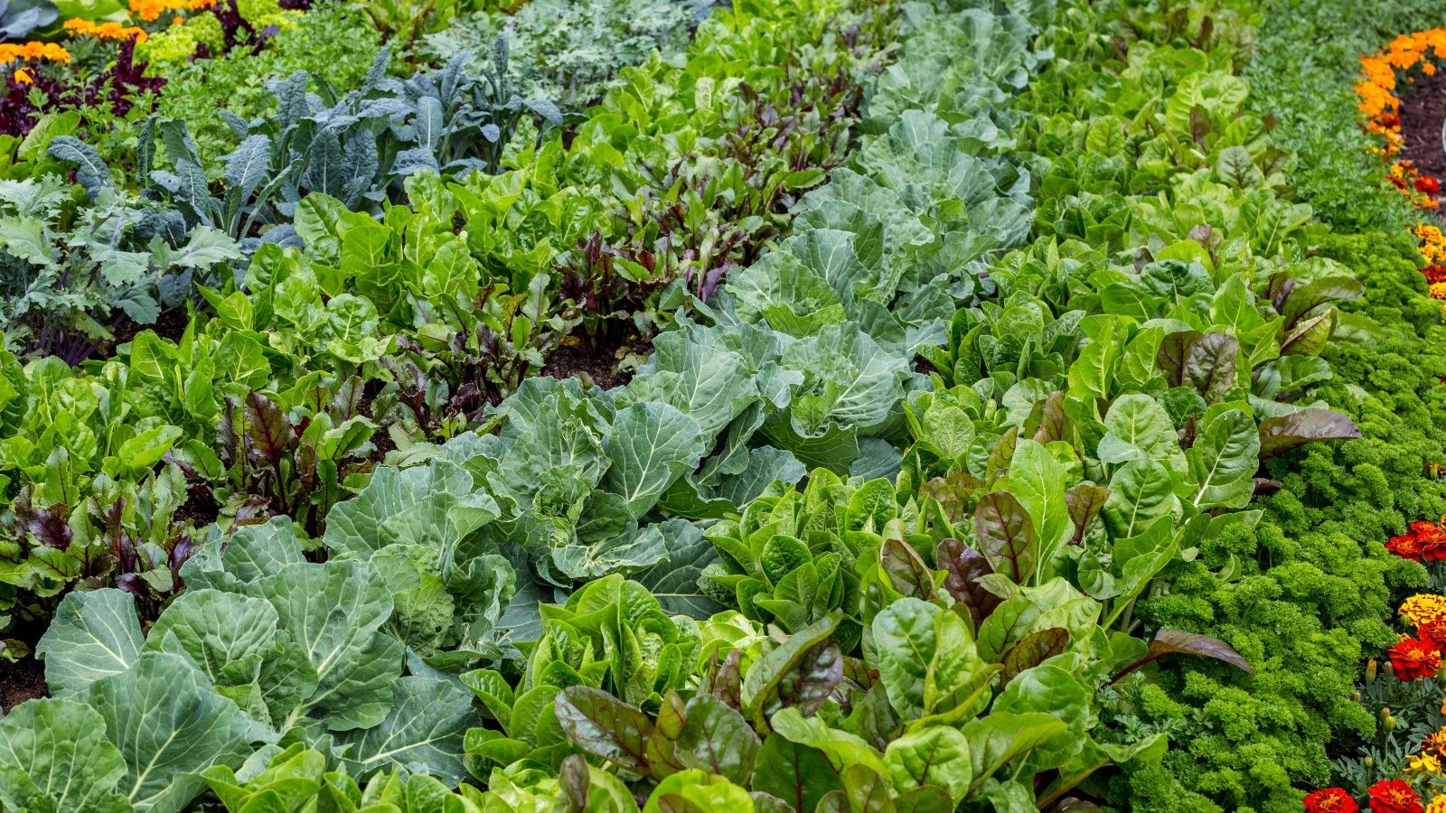 'Plant these fast-growing vegetables for rapid…