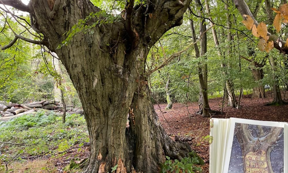 Jill Barklem’s family find the tree that inspired her…
