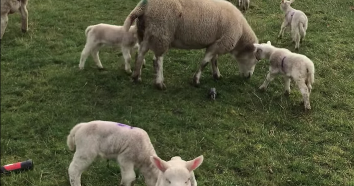 16 lambs killed in savage 'dog' attack as carnage hits…