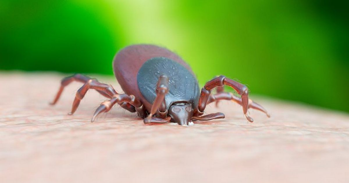 'Probable' deadly tic-borne disease with flu-like…