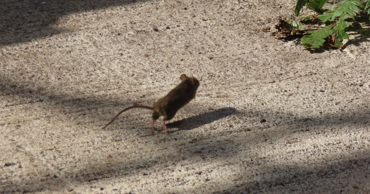 Crew of mice seen scurrying across Edinburgh park…