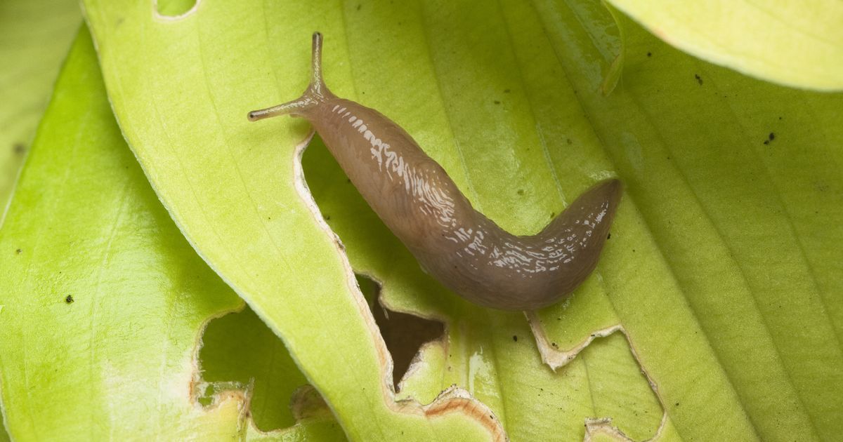 Gardening expert shares quick 99p hack to stop slugs…