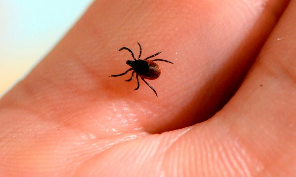 Take it from a Canadian, ticks aren’t nice – and…
