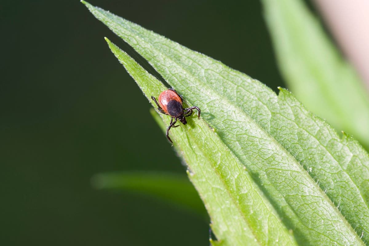 How to protect yourself from the new rare tick-borne…