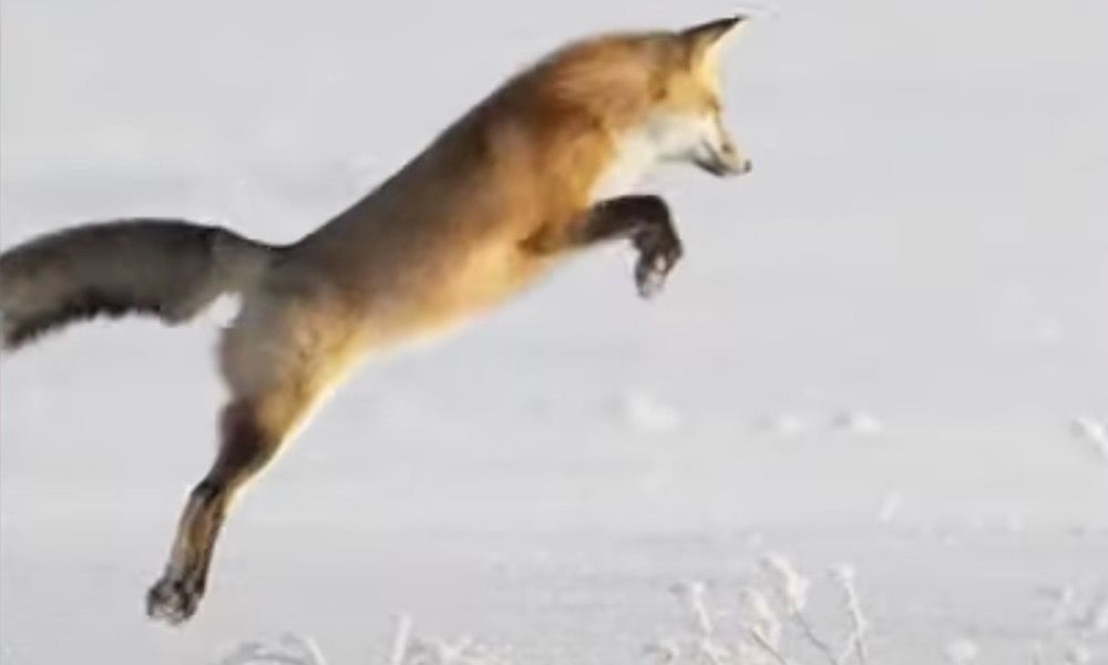 Watch: Cute red fox dives headfirst into snow and gets…