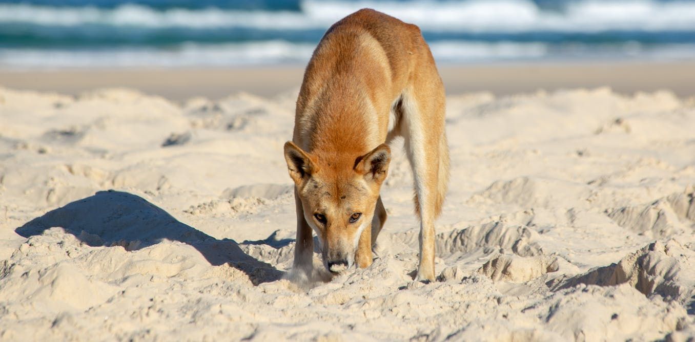 Dingo attacks are rare – but here's what you need to…