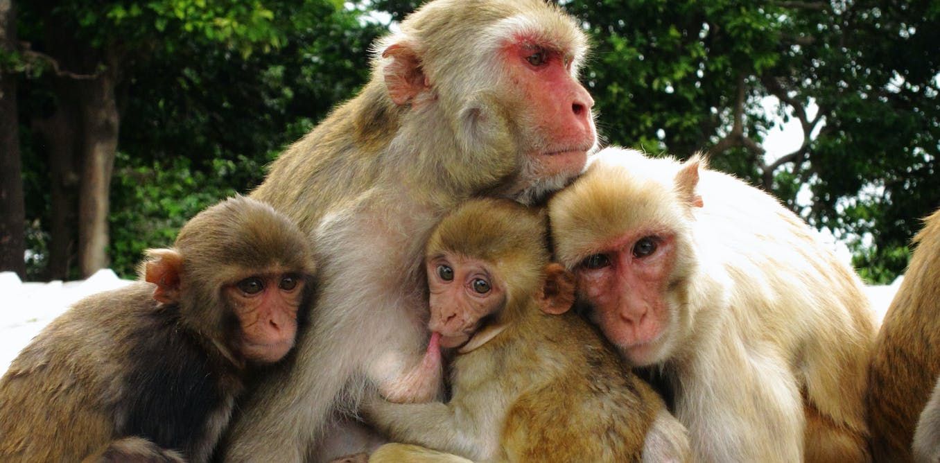Macaque monkeys shrink their social networks as they…