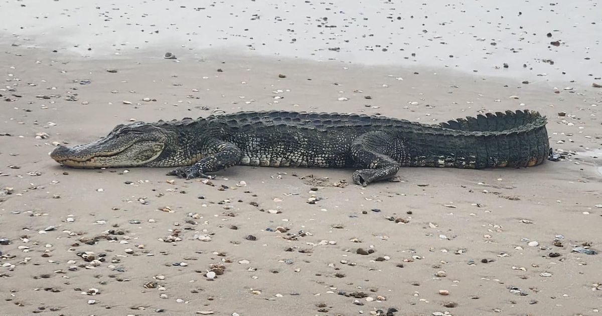Massive alligator SUNBATHES on beach in 'Jurassic…