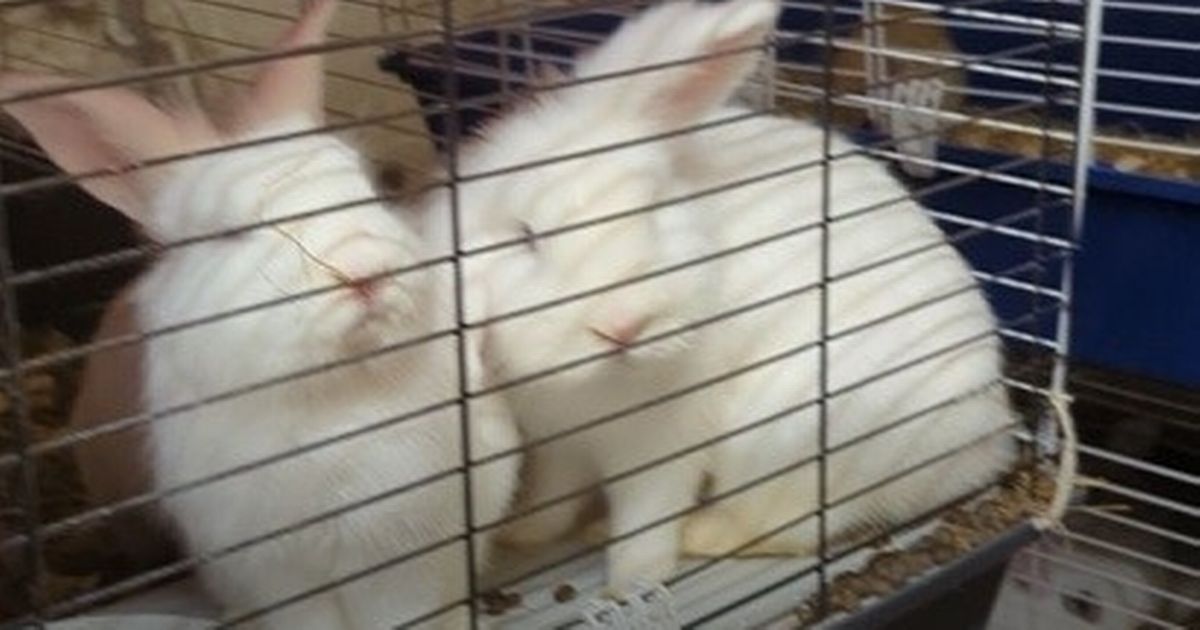 A family bought four rabbits and let them breed until…