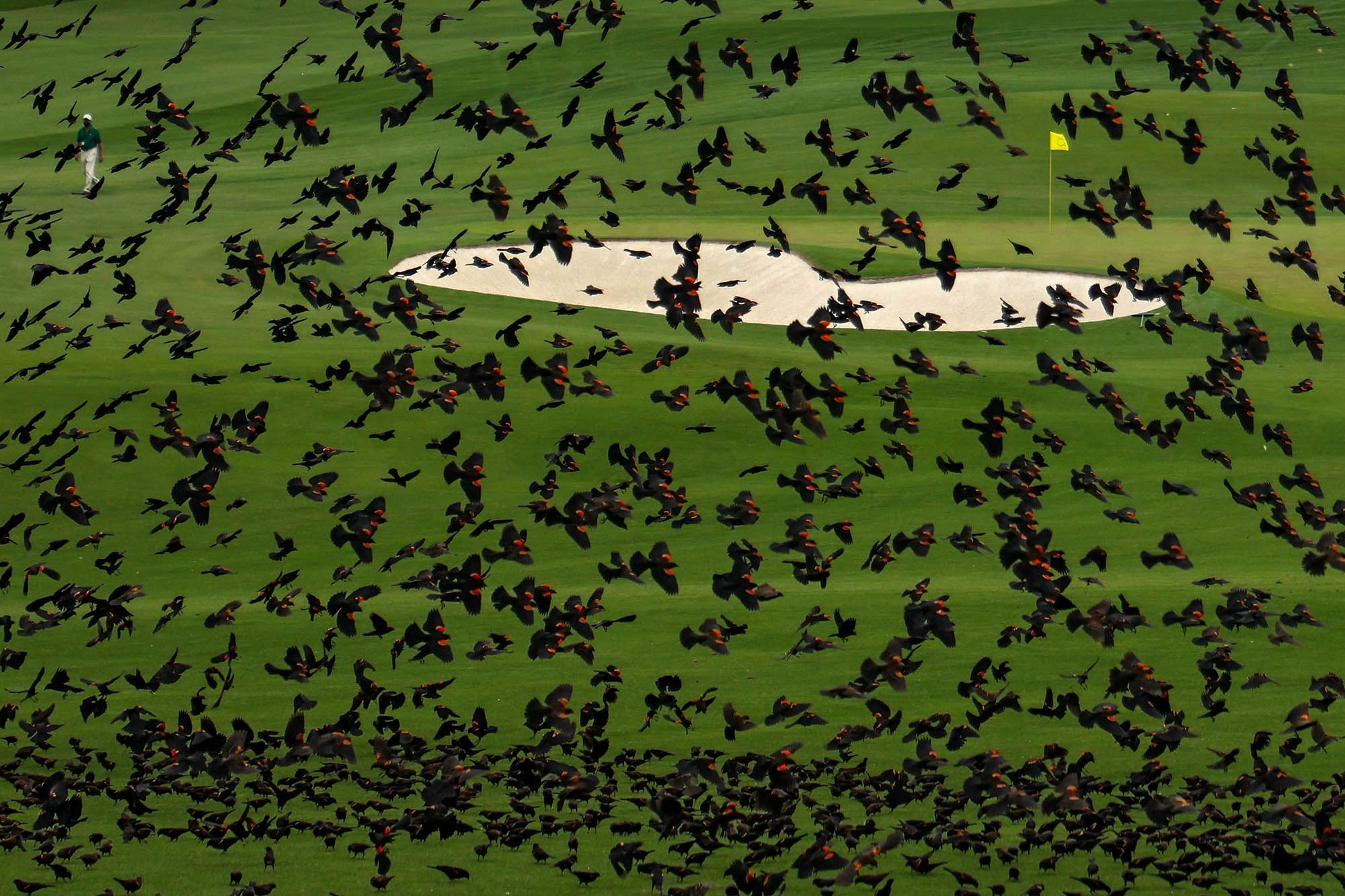 The Masters Tournament bird sounds controversy,…