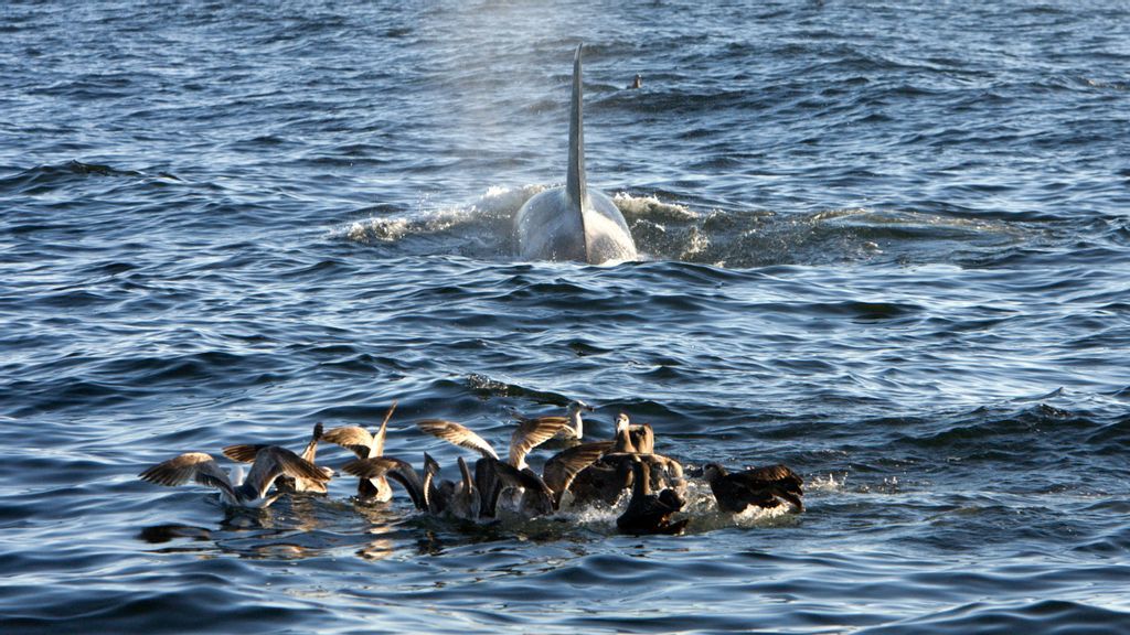 Rare Dramatic Footage Shows Orcas Attacking Gray Whales