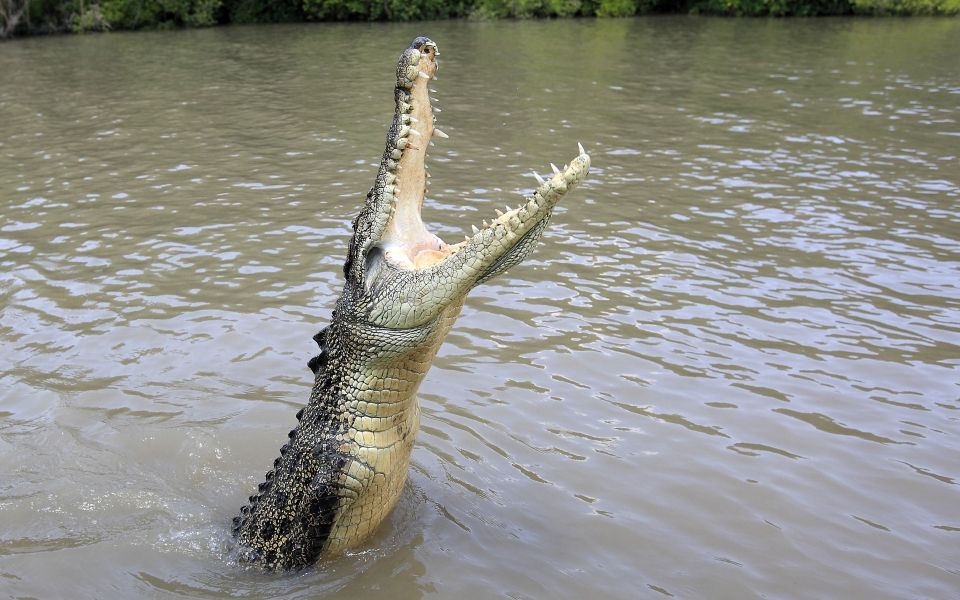 Quick thinking croc-attack survivor gouged creatures’…