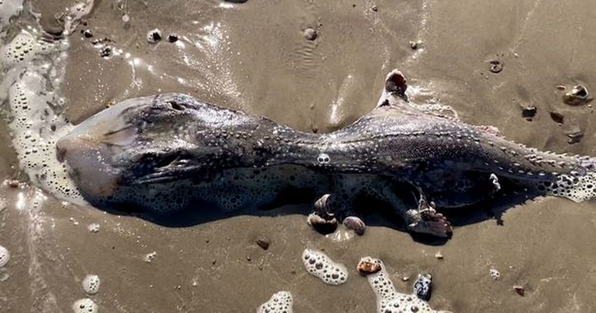 Mysterious 'alien' sea creature with spiked tail…
