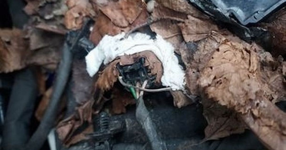 Mum can't drive after rats 'chew through car engine'…