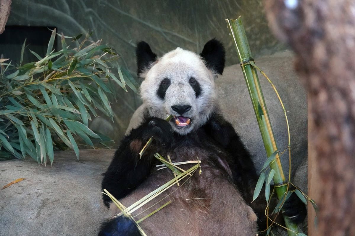 Memphis Zoo bids farewell to panda ahead of return to…