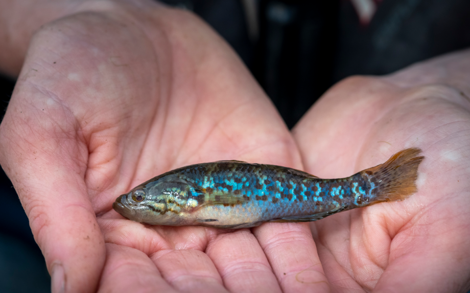 Native ‘zombie’ fish species brought back from the…