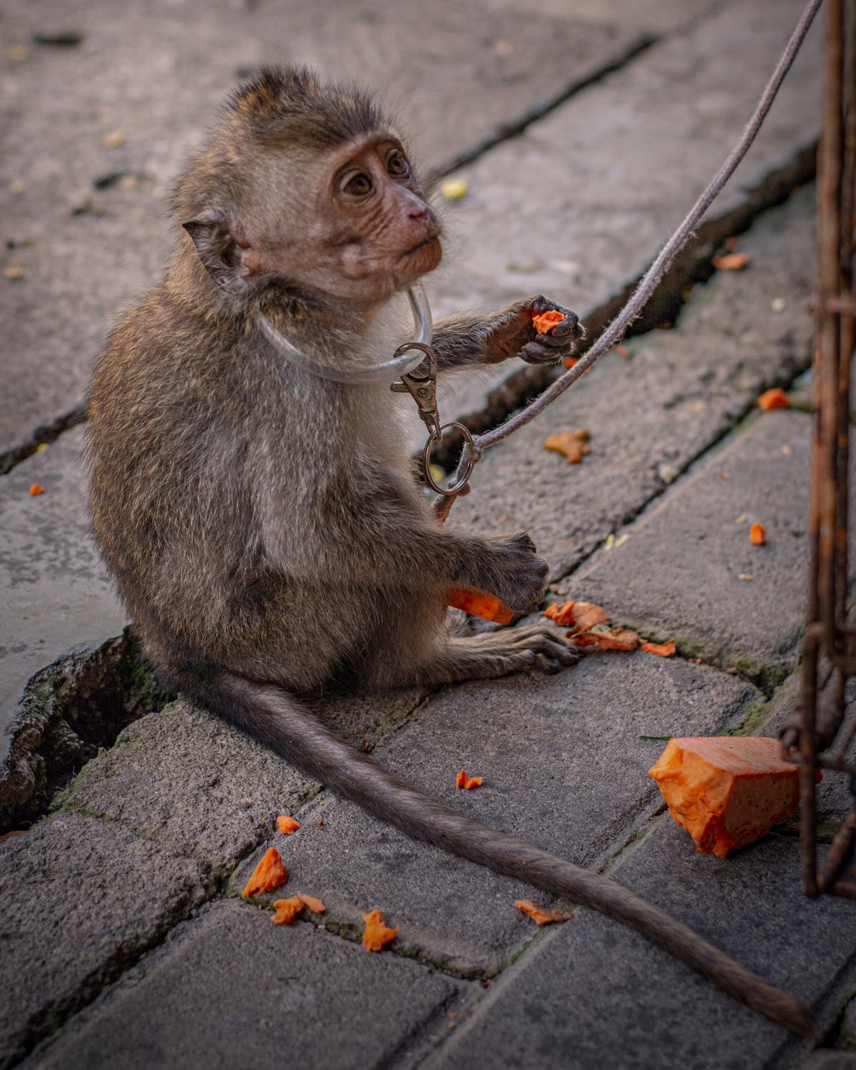Monkey torture videos prompt drive to include animals…