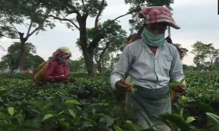 Guwahati Tea Auction Centre to celebrate 200 years of…