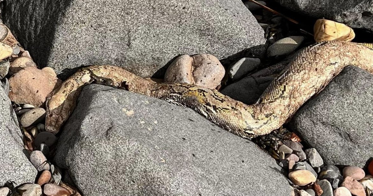 Body of huge dead snake discovered by astonished Scots…