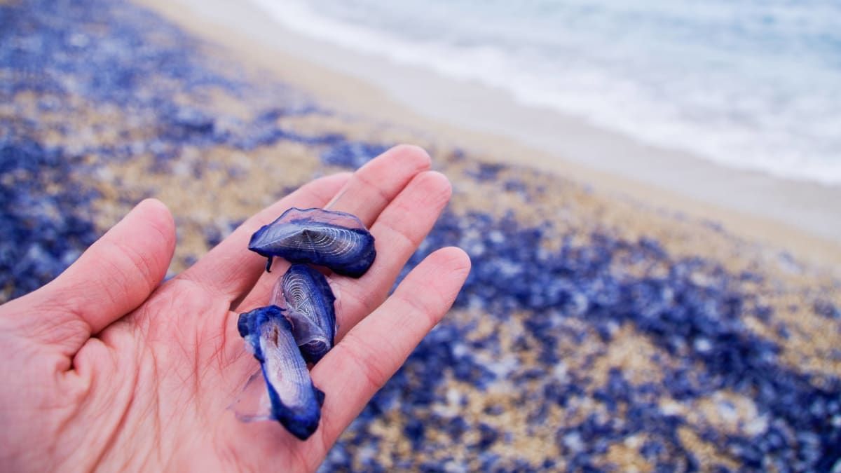 Thousands of Bizarre Blue Blobs Are Washing Up On…