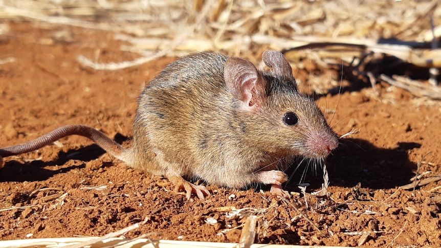 Reports of mice infestations across south-east…