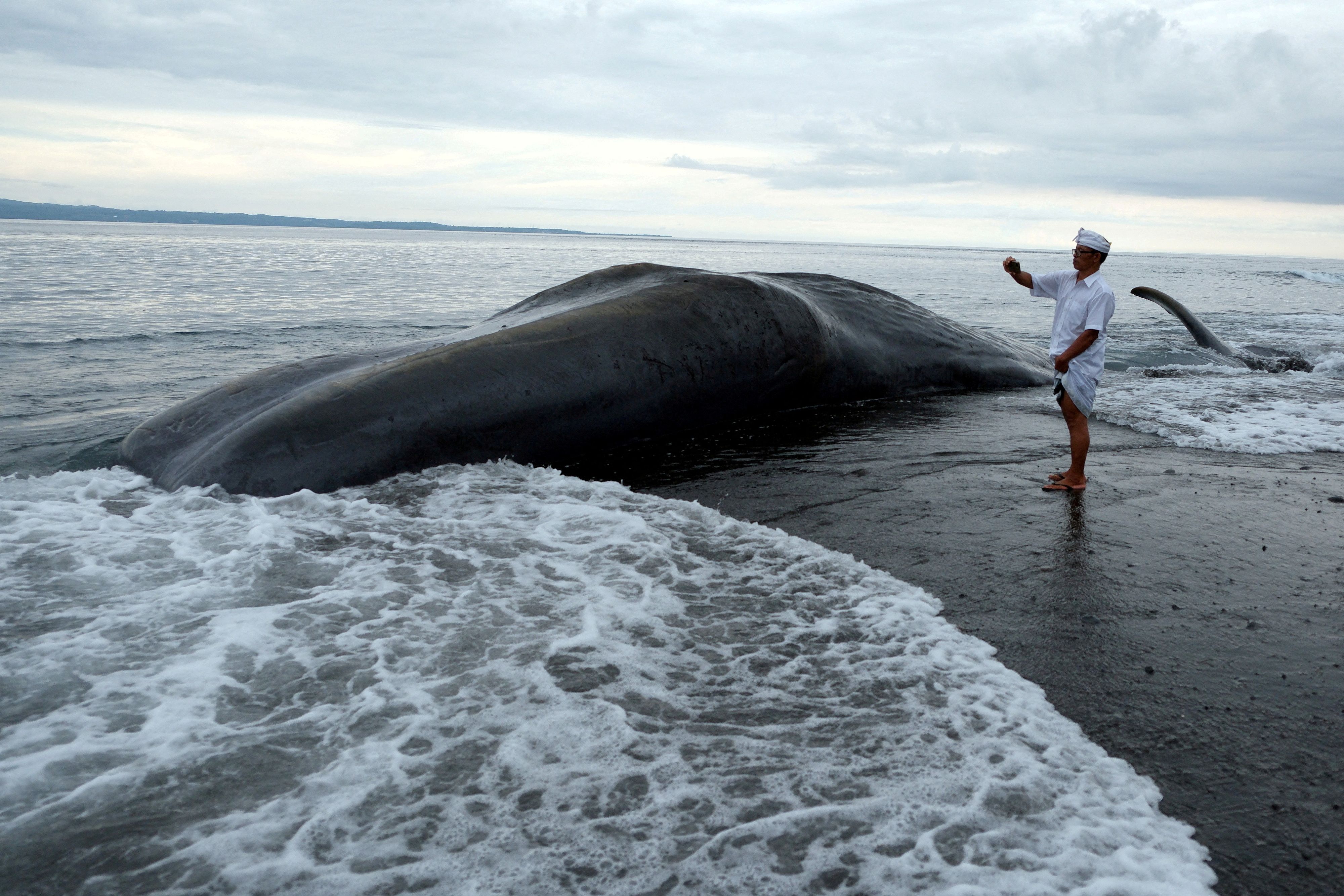 Bali searches for answers after unusual whale…