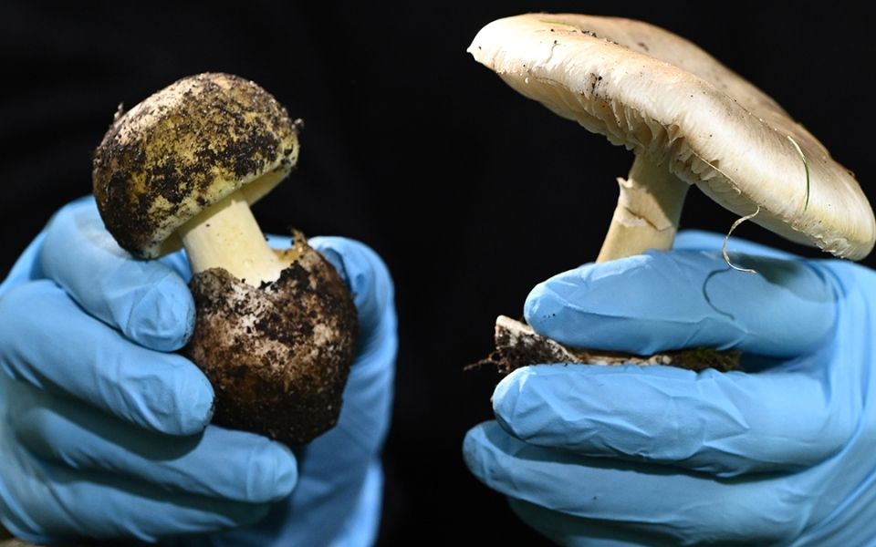 Health officials issue poisonous mushrooms warning… Health officials issue poisonous mushrooms warning…