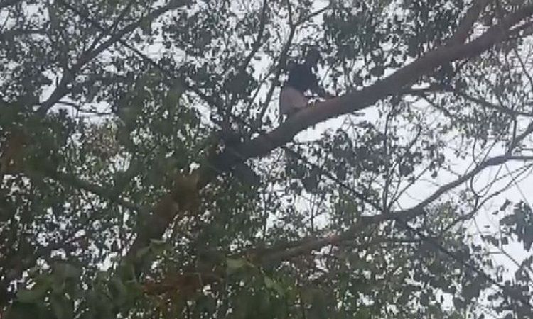 Transgender woman protests 'attack' by climbing tree…
